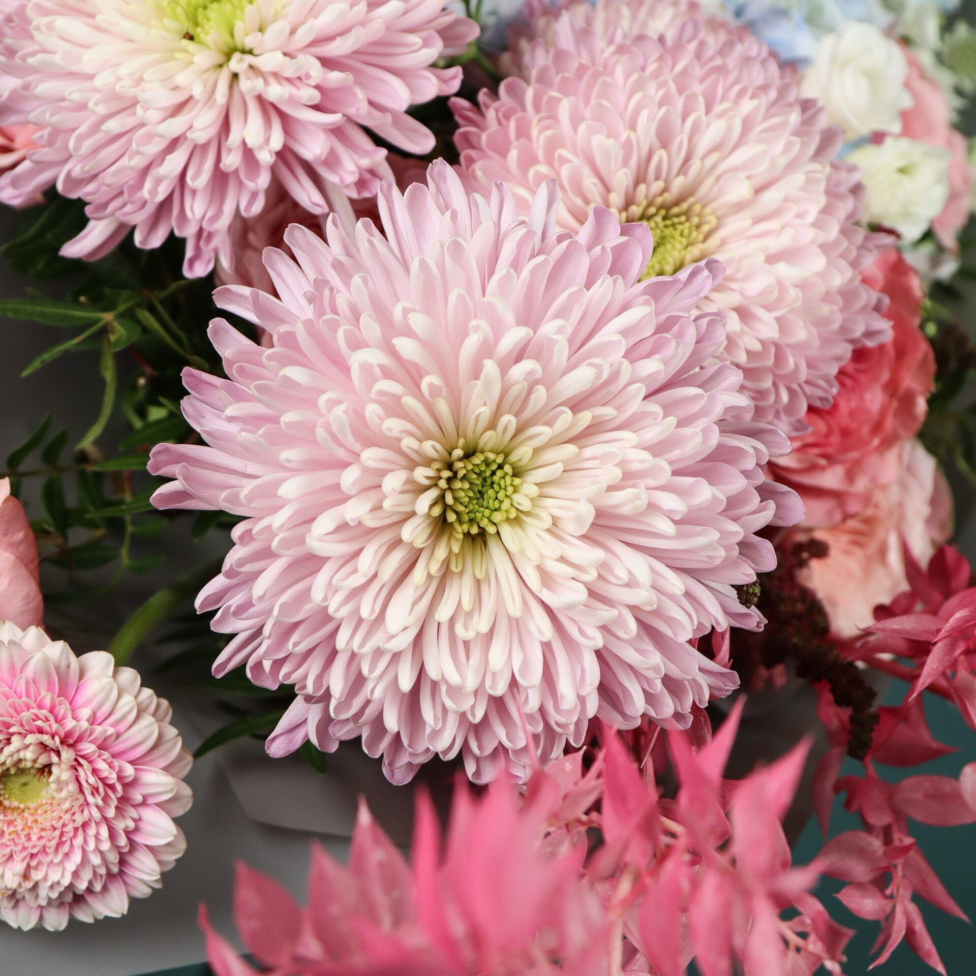 Pink Cotton - Mayflower Studio