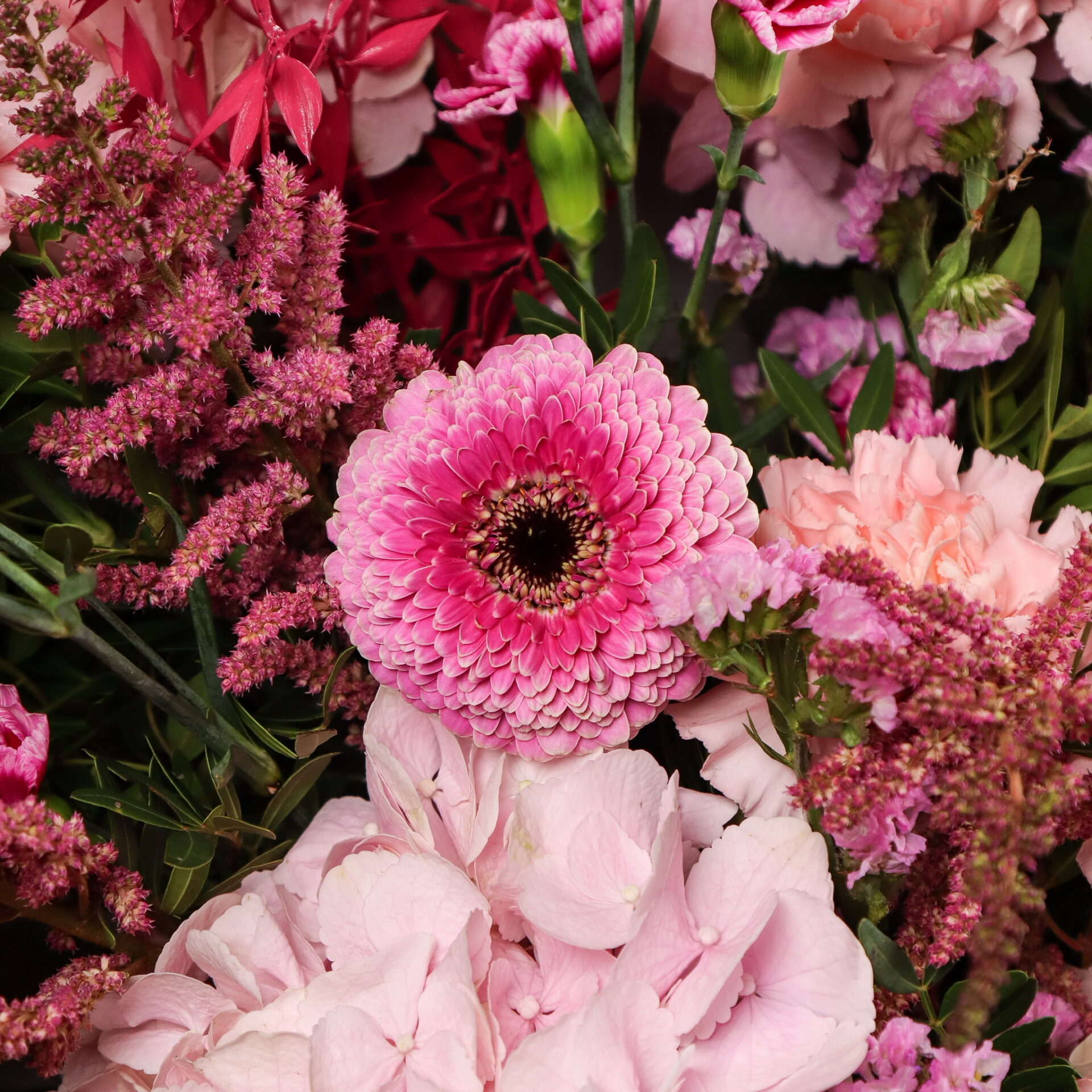 Germini Spider Moonlight - Mayflower Studio