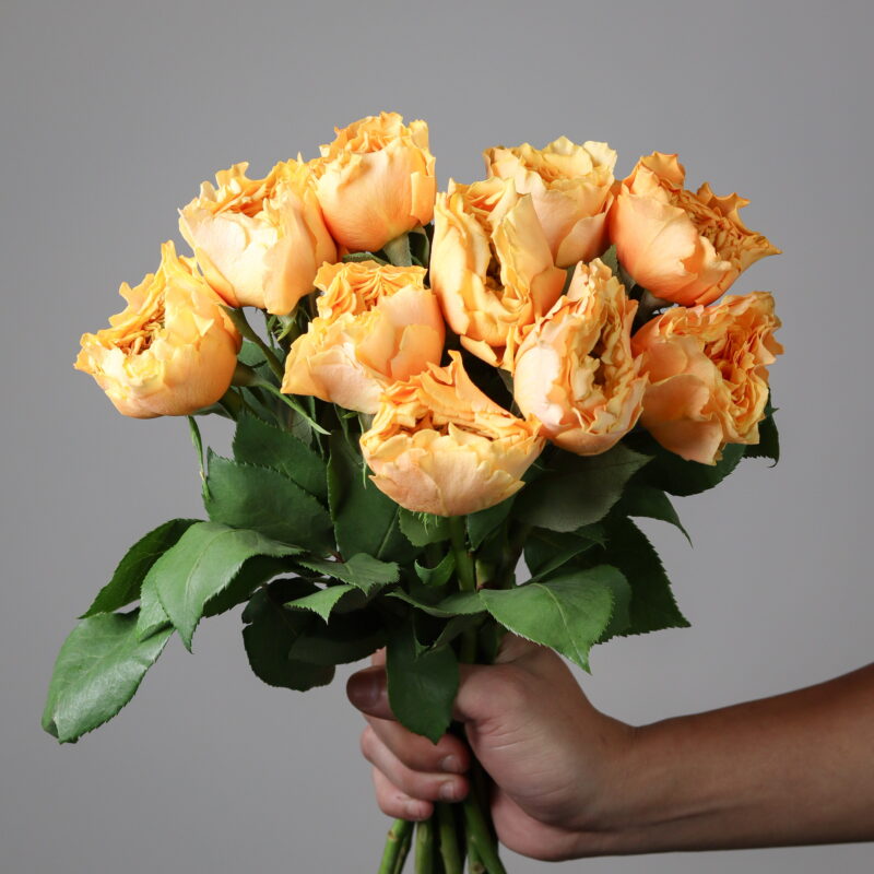 Rose Caraluna - Mayflower Studio