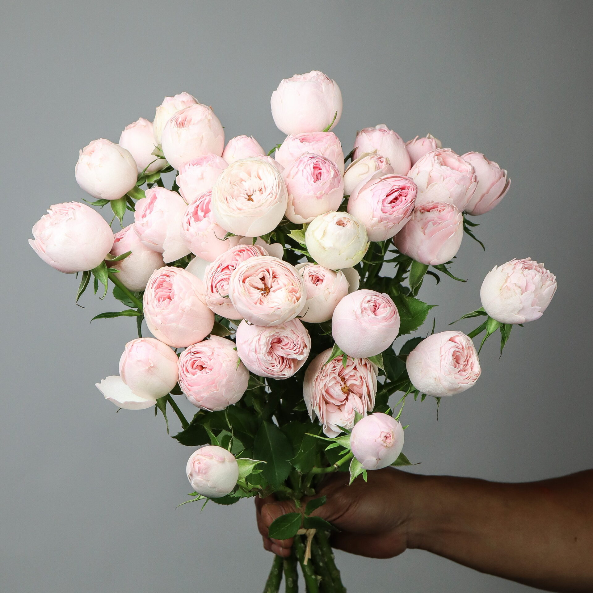 Spray Rose Mansfield Park - Mayflower Studio