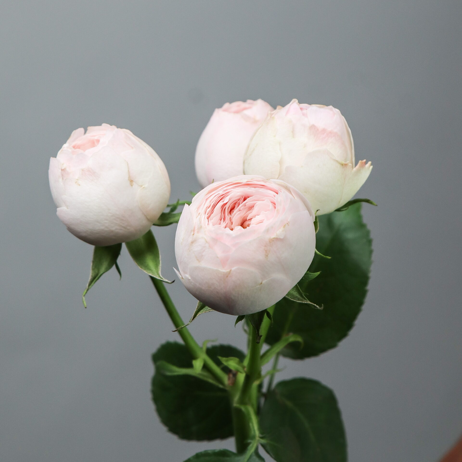 Spray Rose Mansfield Park - Mayflower Studio