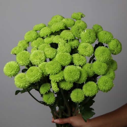 Chrysanthemums Green - Mayflower Studio