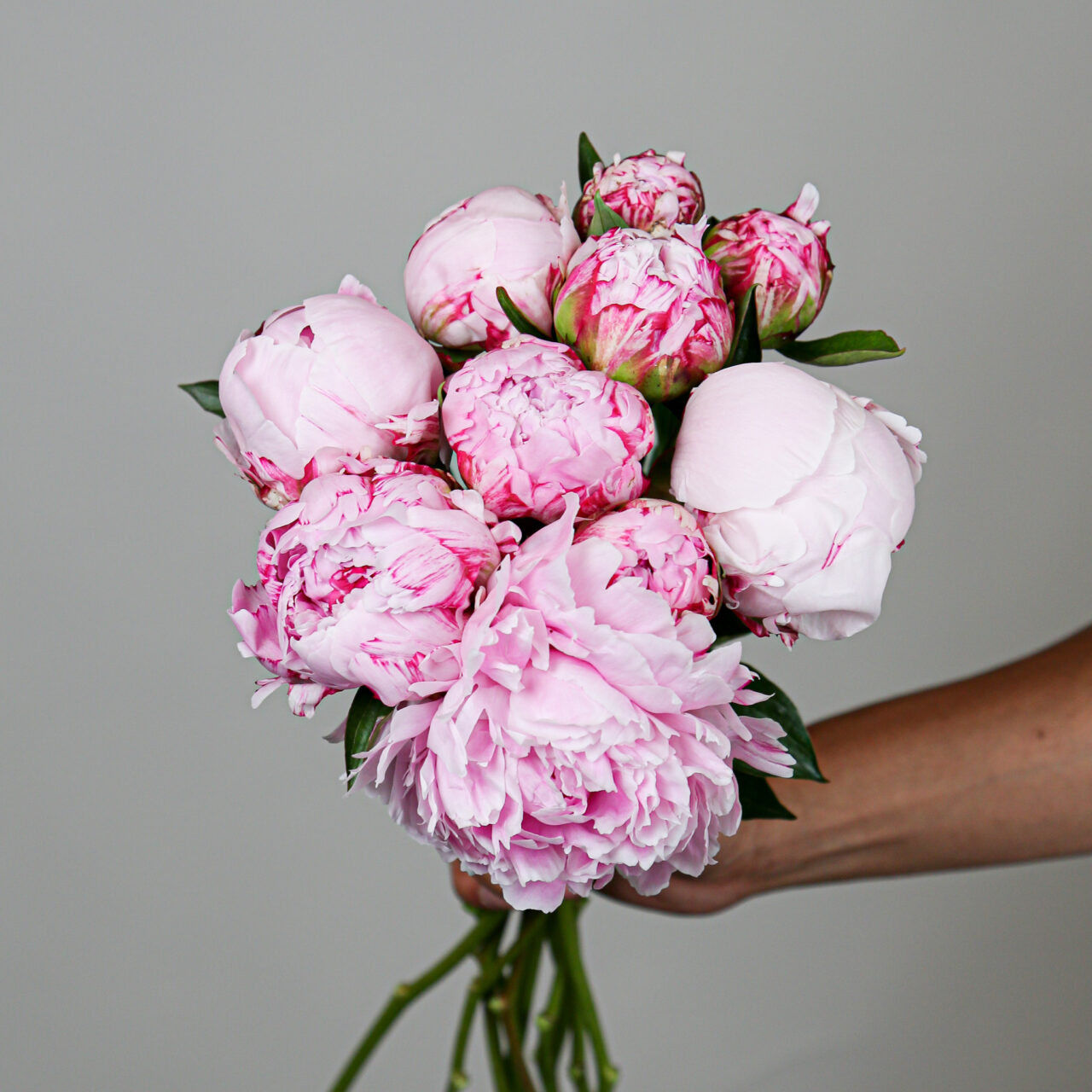 Ranunculus Butterfly (White) - Mayflower Studio