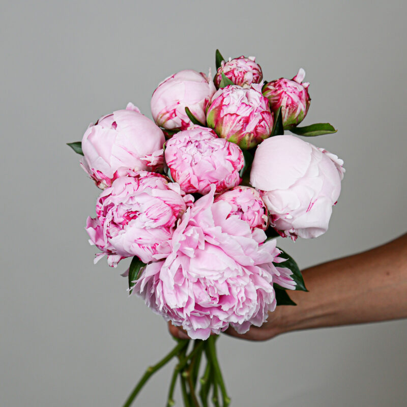 Peonies Pink Sarah Bernhardt - Mayflower Studio