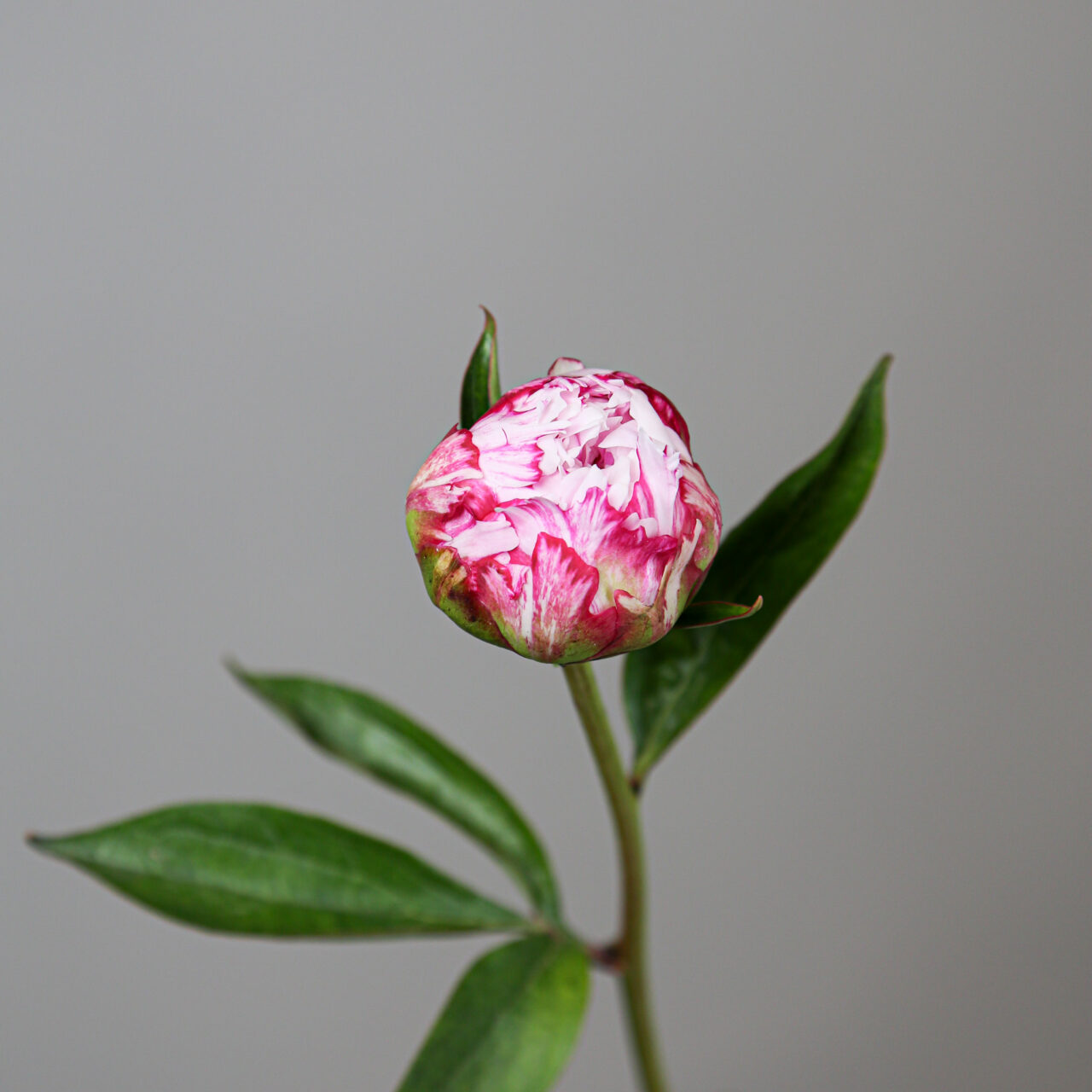 Ranunculus Butterfly (White) - Mayflower Studio