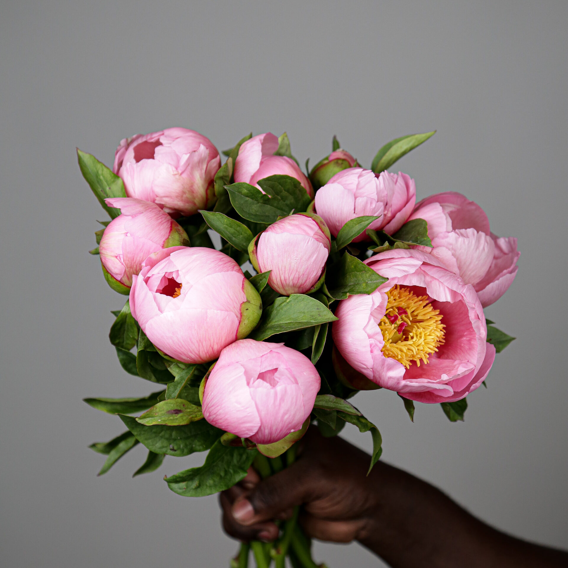 Peonies Soft Salmon Saucer - Mayflower Studio