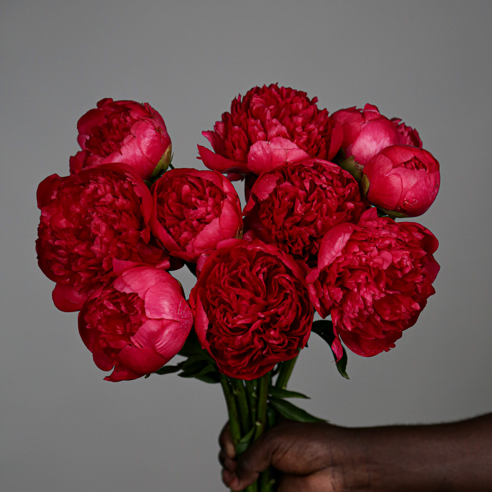 Peonies Command Performance - Mayflower Studio