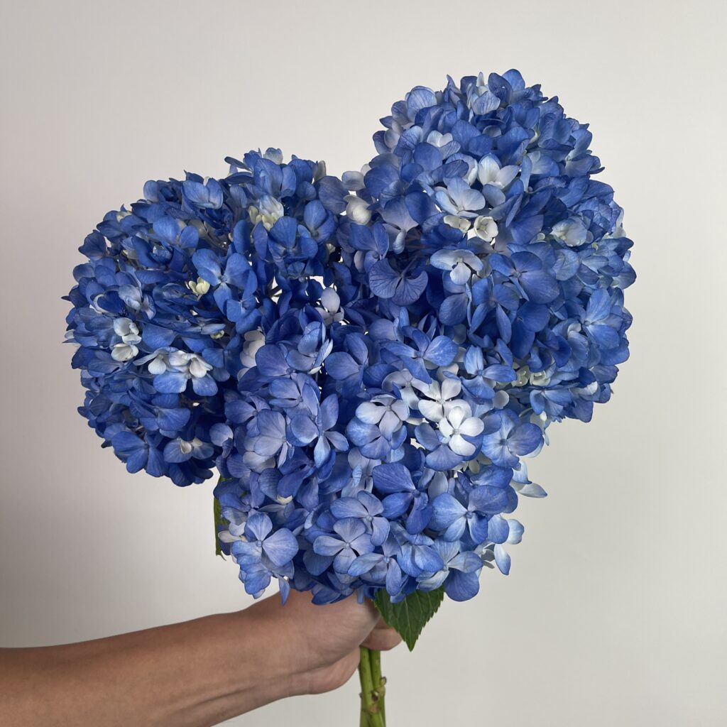 Hydrangea Shocking Blue - Mayflower Studio