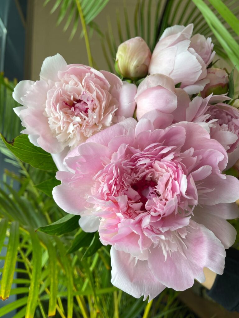 Alertie Peonies - Mayflower Studio