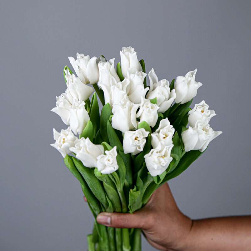 Tulip Lily Flowered White Liberstar - Mayflower Studio
