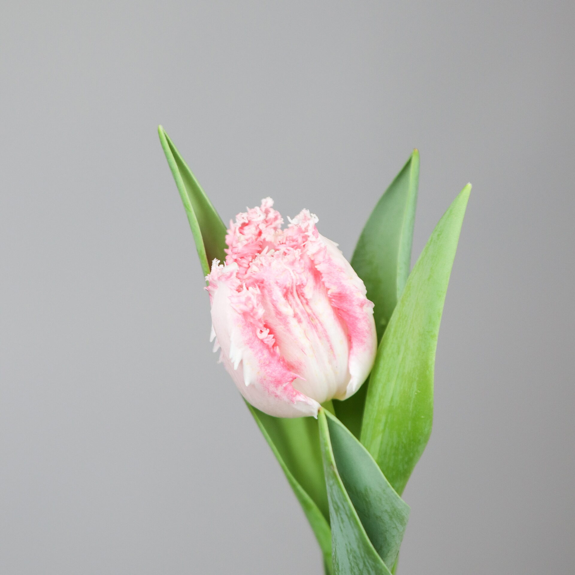 Tulip Frill Honeymoon - Mayflower Studio