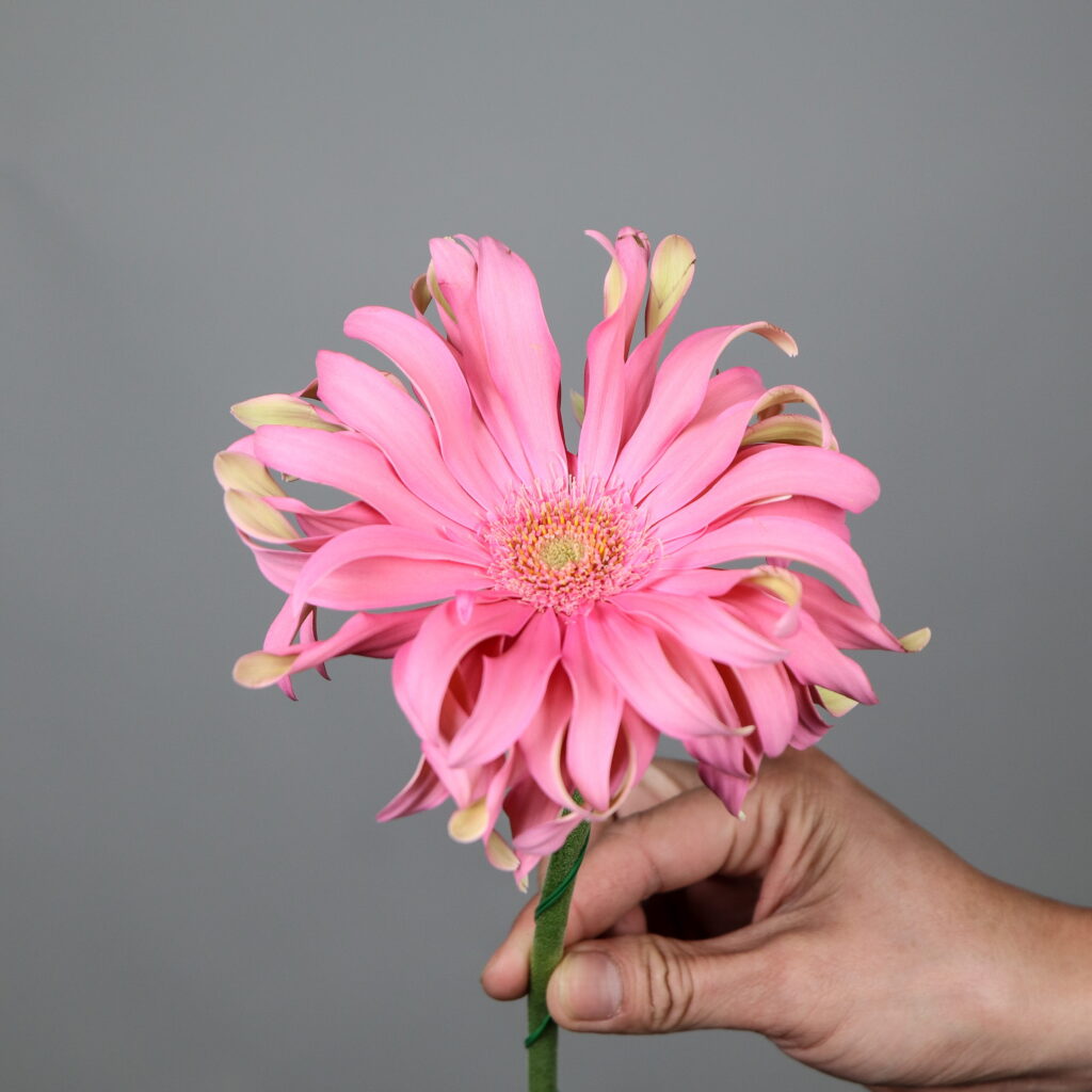 Gerbera Pasta Toscana - Mayflower Studio