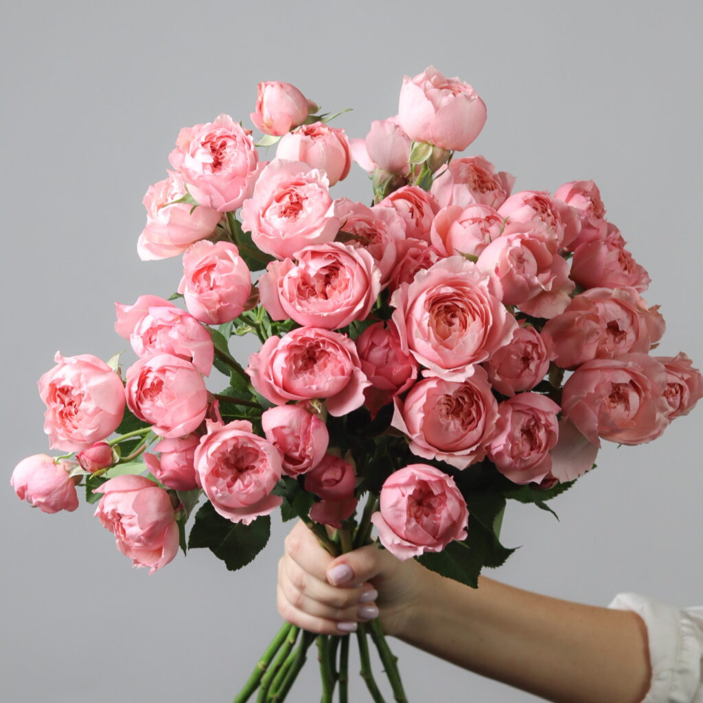 Spray Rose Julietta - Mayflower Studio