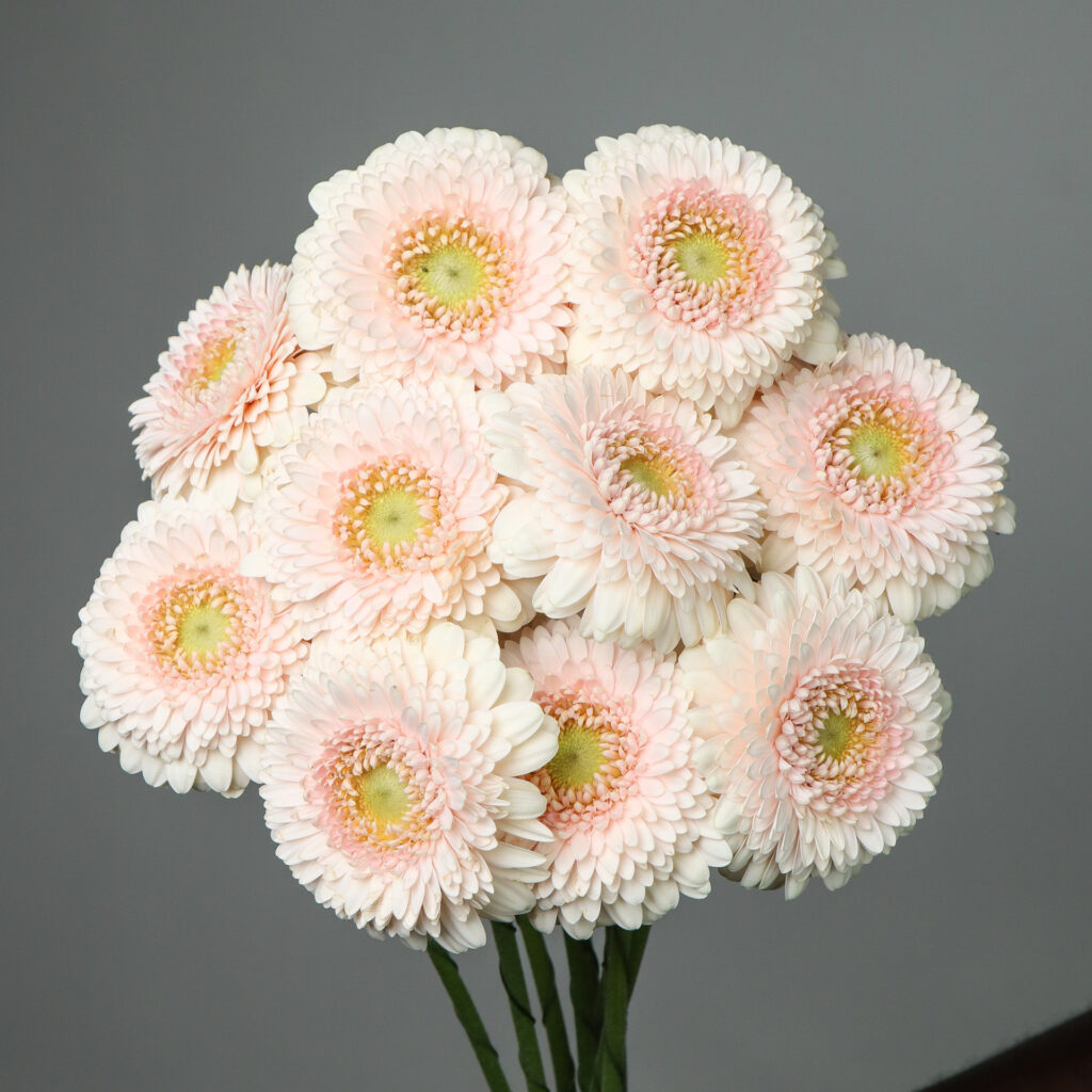 Germini Pomponi Sweetness - Mayflower Studio