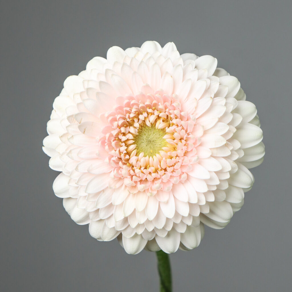 Germini Pomponi Sweetness - Mayflower Studio