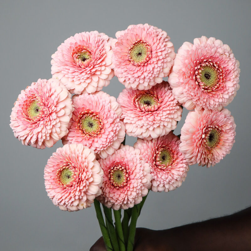 Germini Pomponi Rockstar - Mayflower Studio