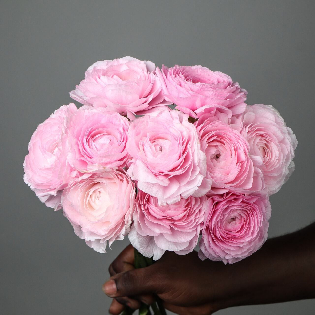 Ranunculus Cloni Pink - Mayflower Studio
