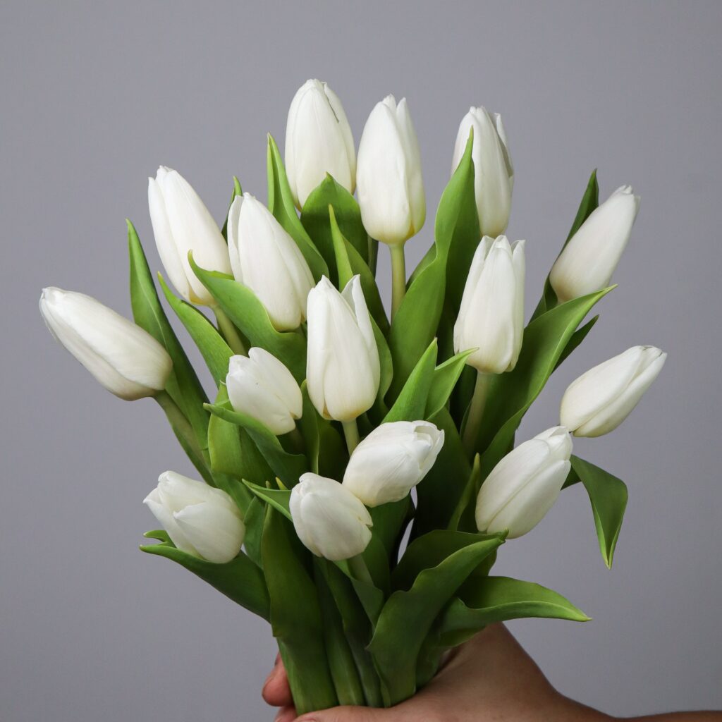 Tulips White - Mayflower Studio
