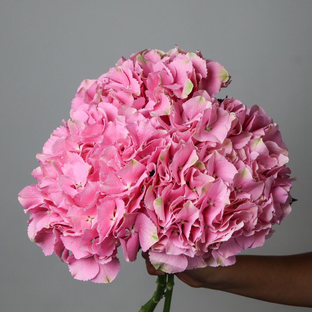 Hydrangea Pink - Mayflower Studio