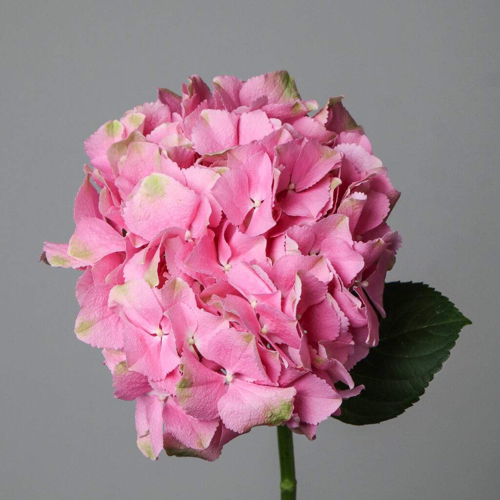 Hydrangea Pink - Mayflower Studio