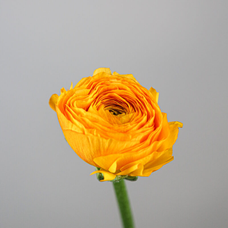 Ranunculus Cloni Pareo - Mayflower Studio