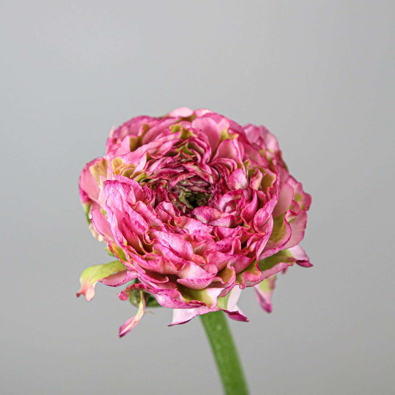 Ranunculus Pon Pon Malva - Mayflower Studio