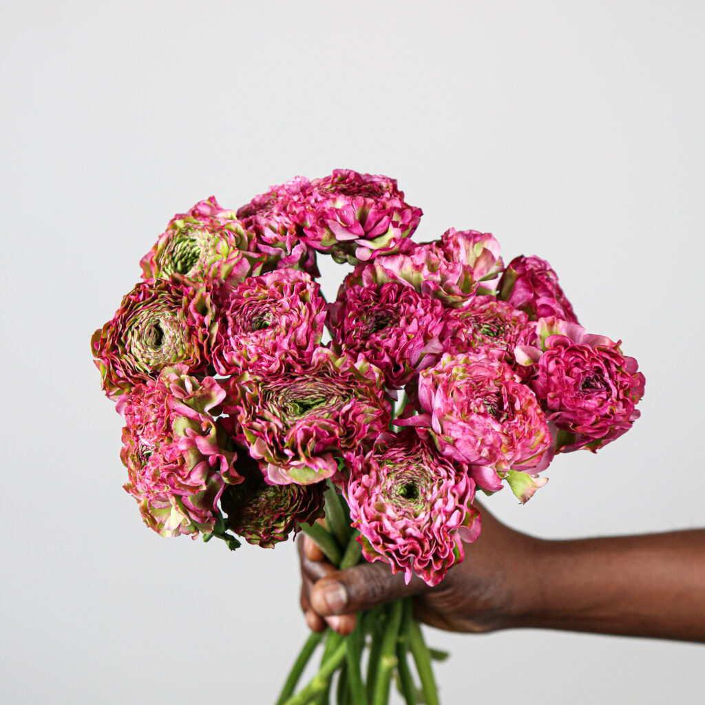 Ranunculus Cloni Venere Ex - Mayflower Studio