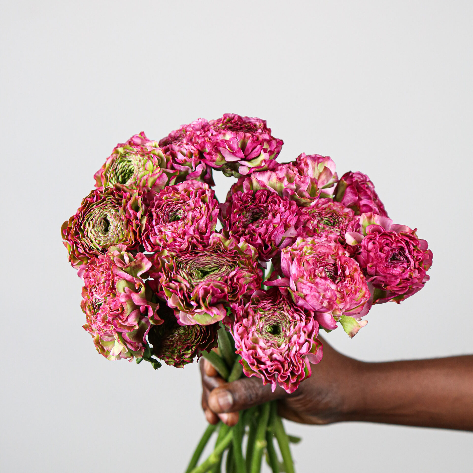 Ranunculus Pon Pon Malva - Mayflower Studio