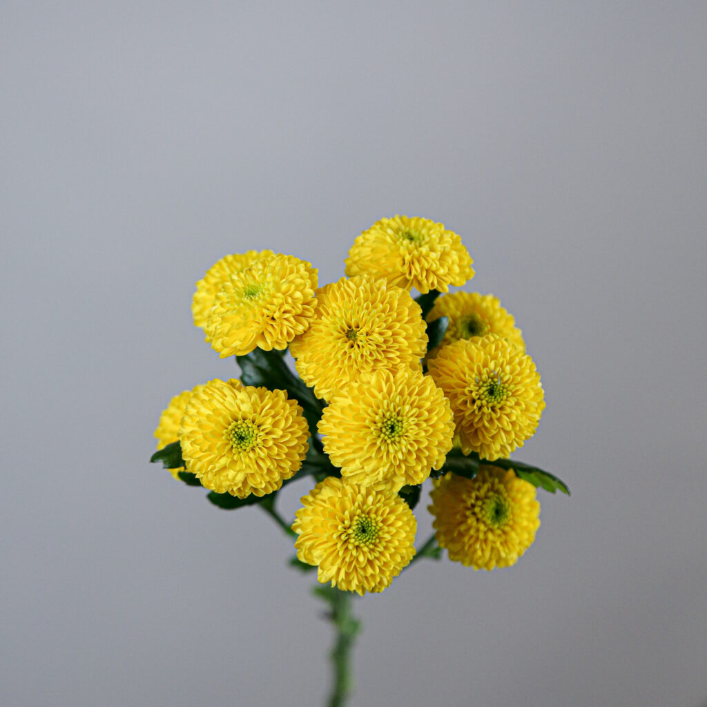 Hanoi Ranunculus - Mayflower Studio