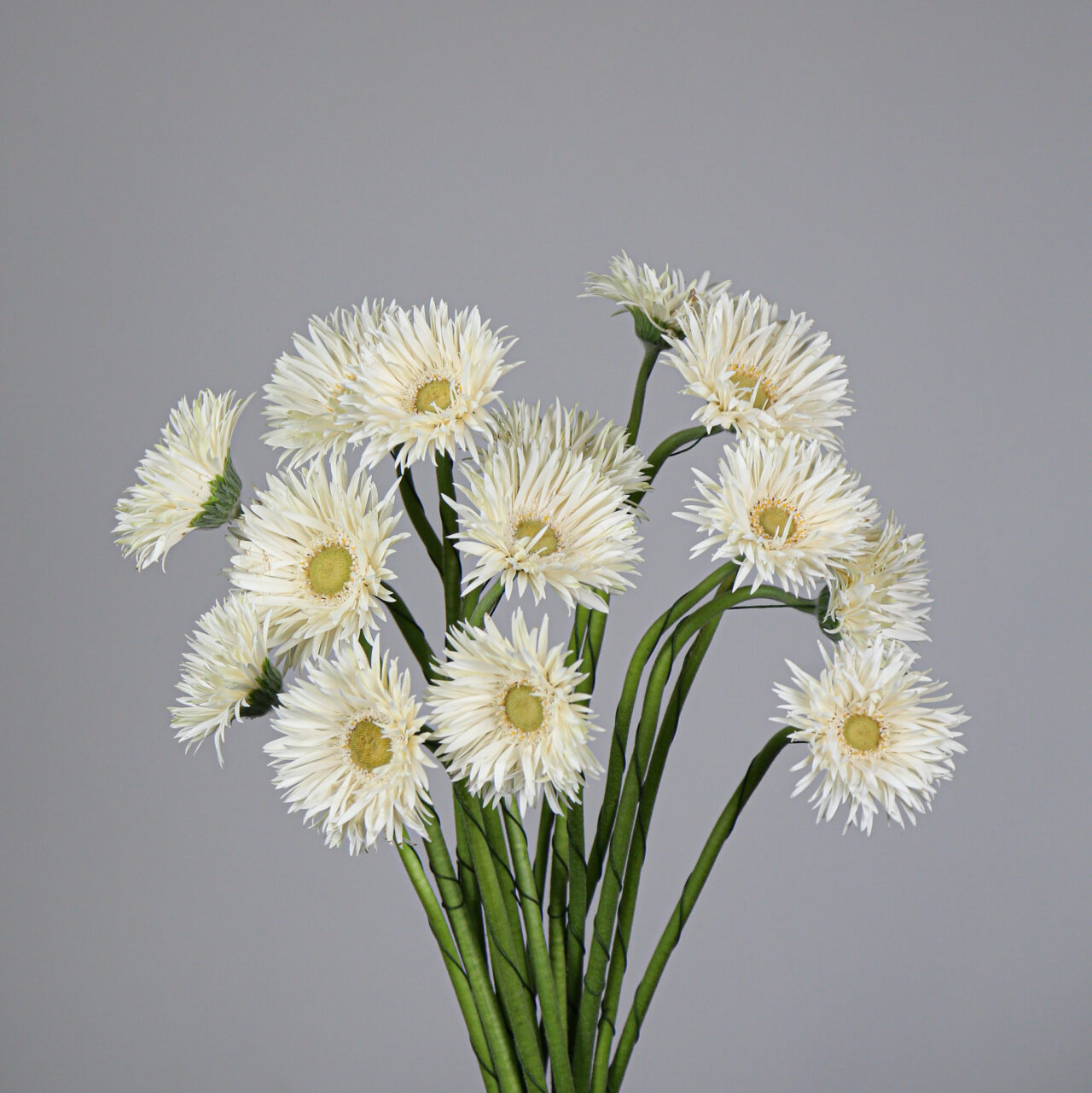 Germini Spider (White) - Mayflower Studio