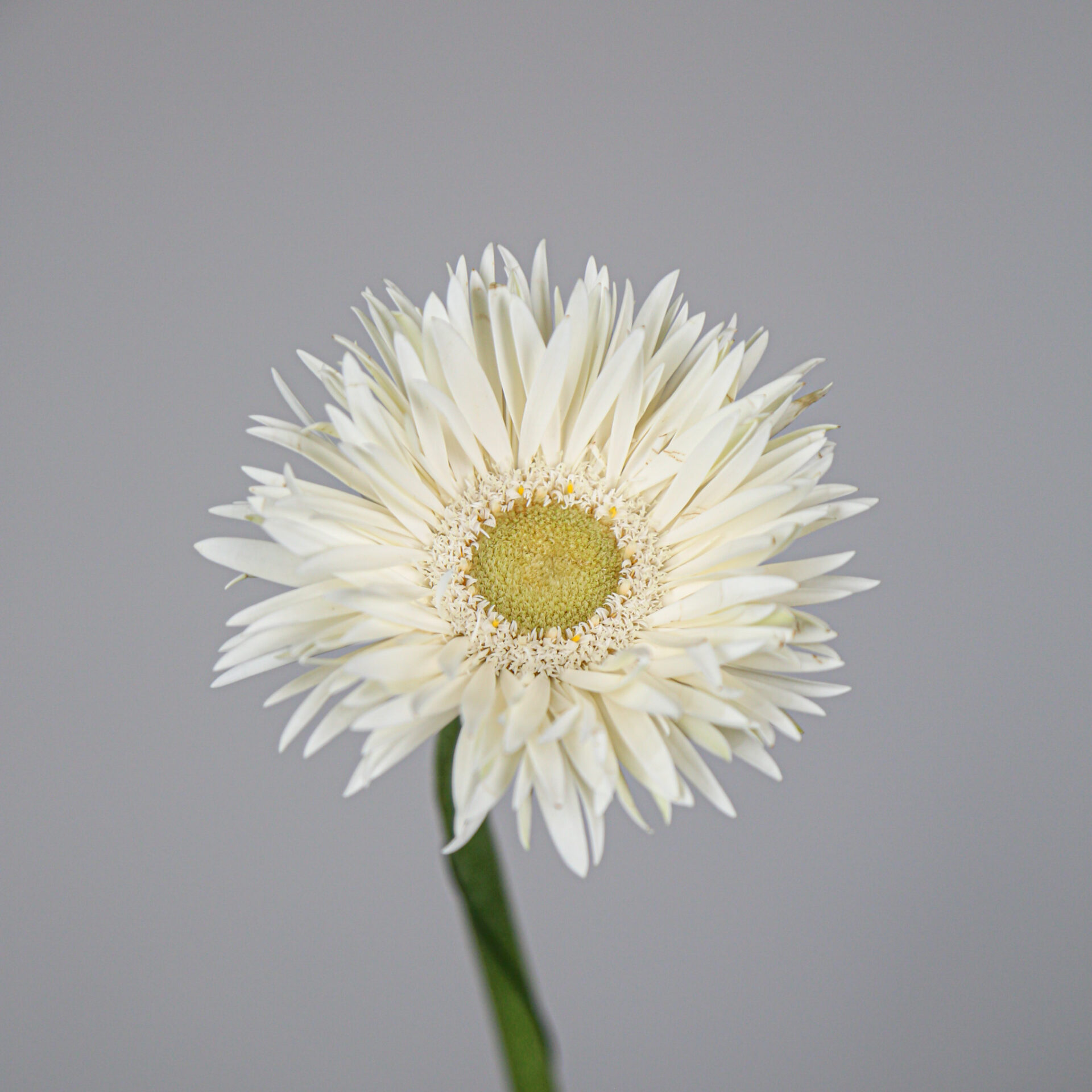 MAYFLOWER MARKET Archives - Mayflower Studio