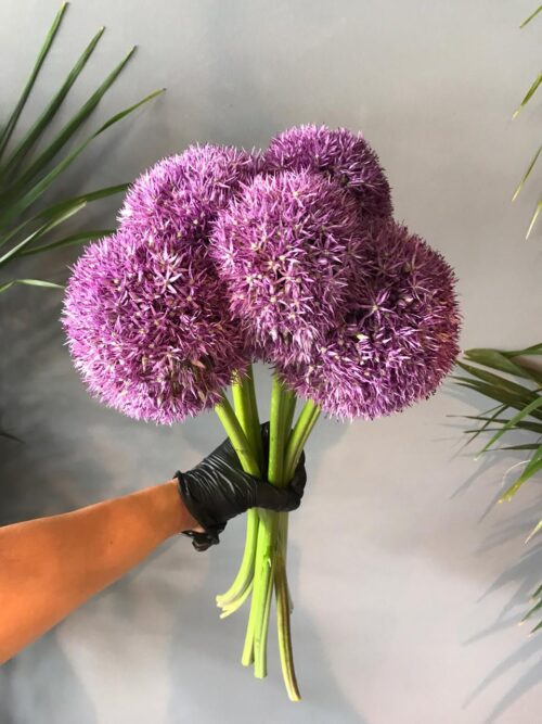 Allium Globemaster - Mayflower Studio