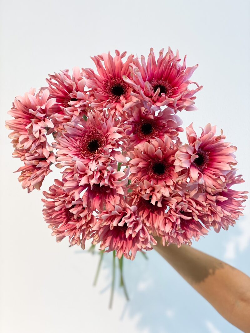 Gerbera Pasta Flash - Mayflower Studio