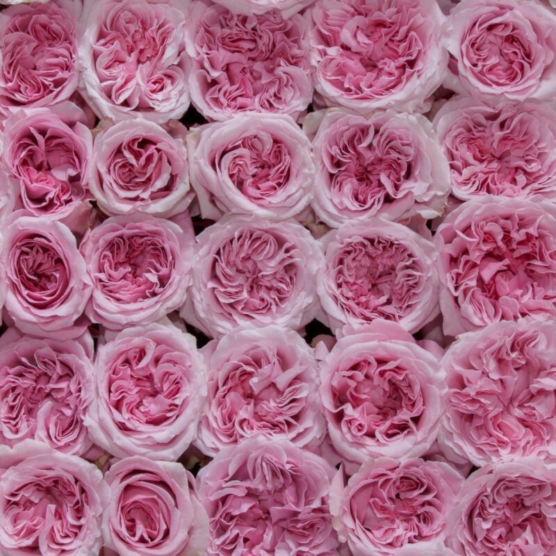 Miranda David Austin Roses - Mayflower Studio