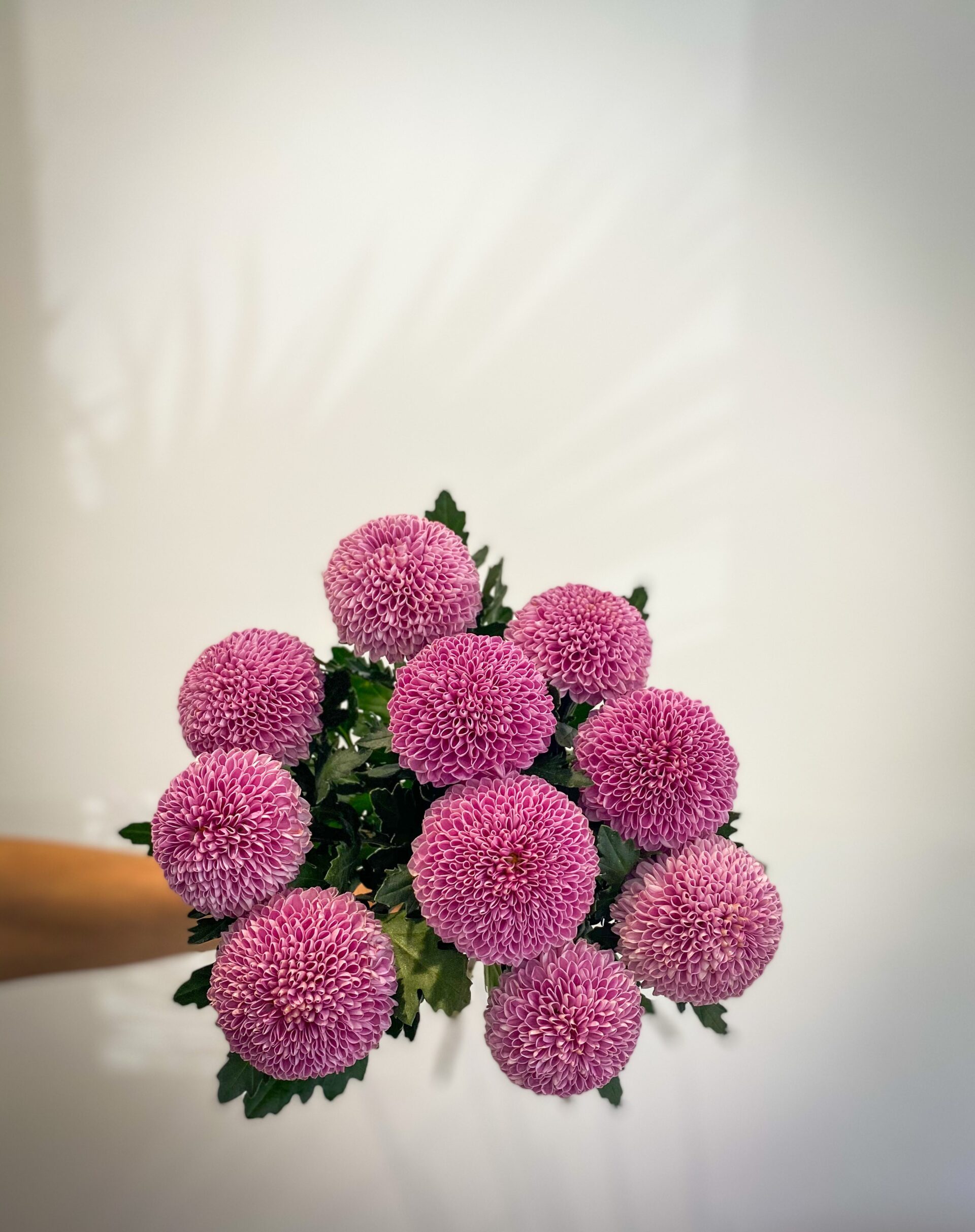 Chrysanthemum Ping Pong Purple - Mayflower Studio