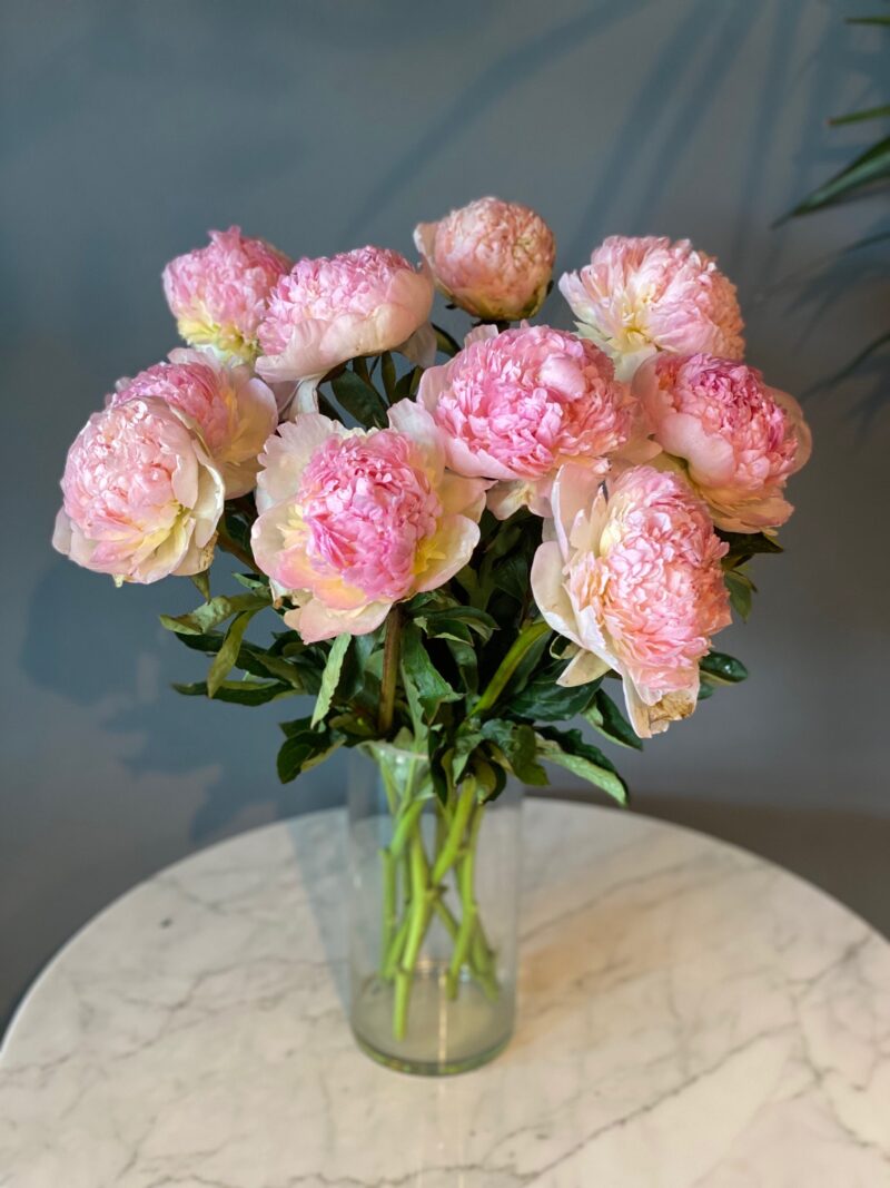 Raspberry Sundae Peonies - Mayflower Studio