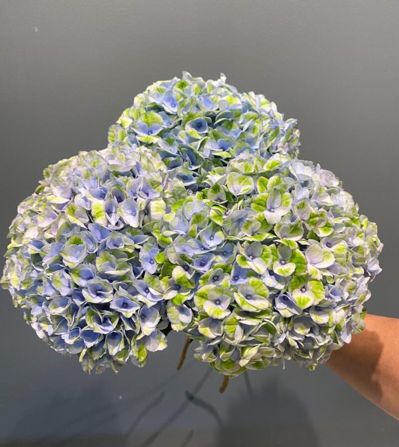 Revolution Hydrangeas - Mayflower Studio