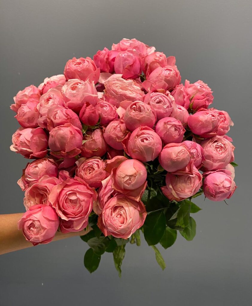 Silva Pink Spray Roses - Mayflower Studio