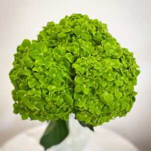 White Coconut Hydrangeas – Mayflower Shop