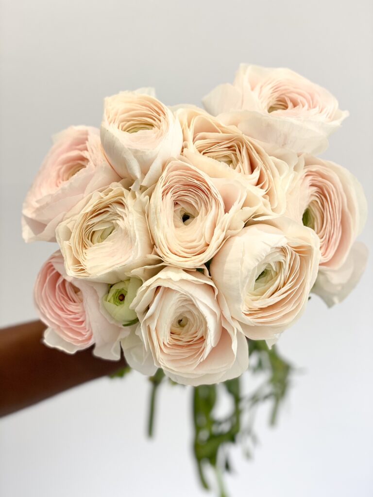 Hanoi Ranunculus - Mayflower Studio