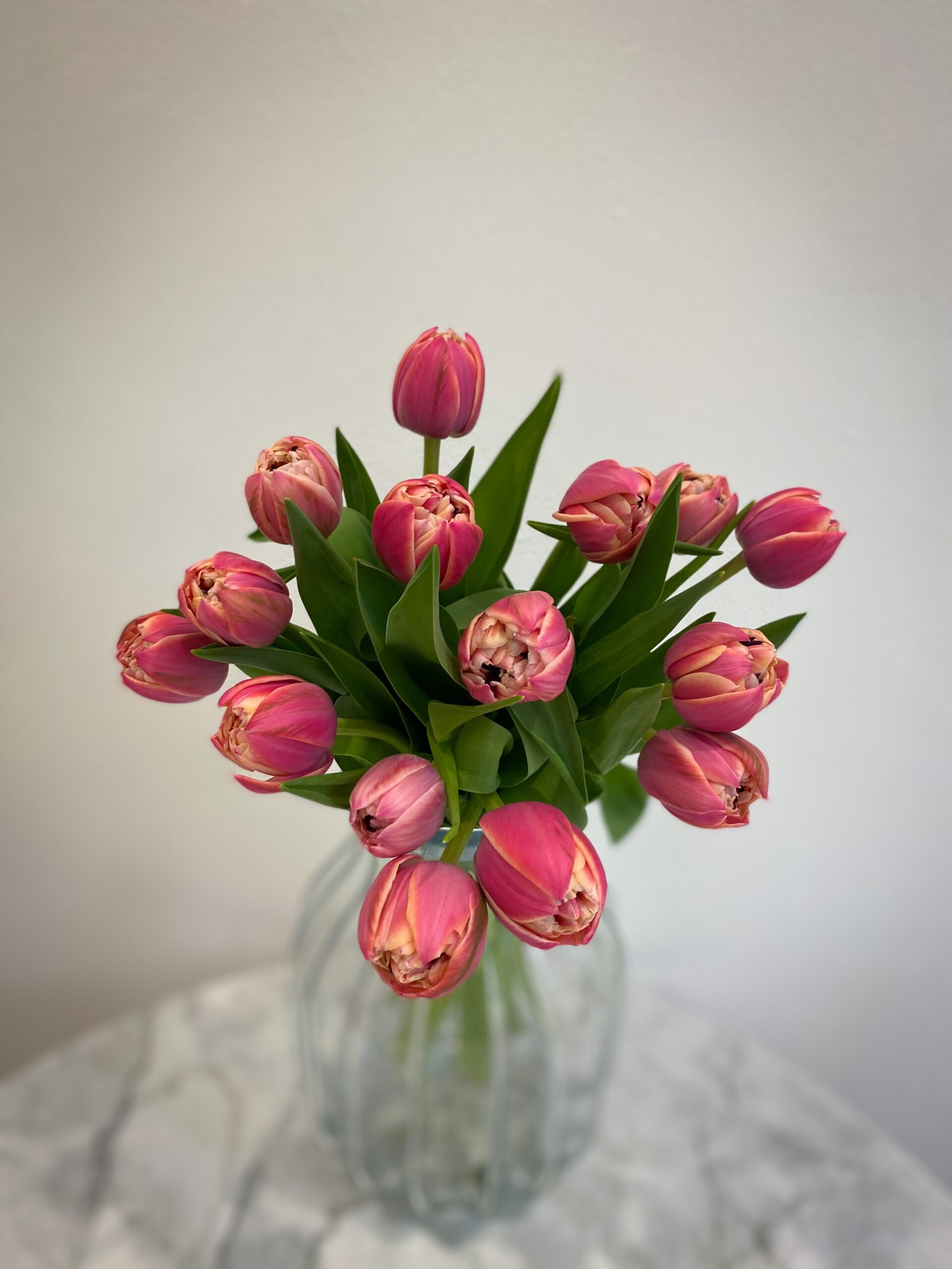 Double petalled Columbus Tulips - Mayflower Studio