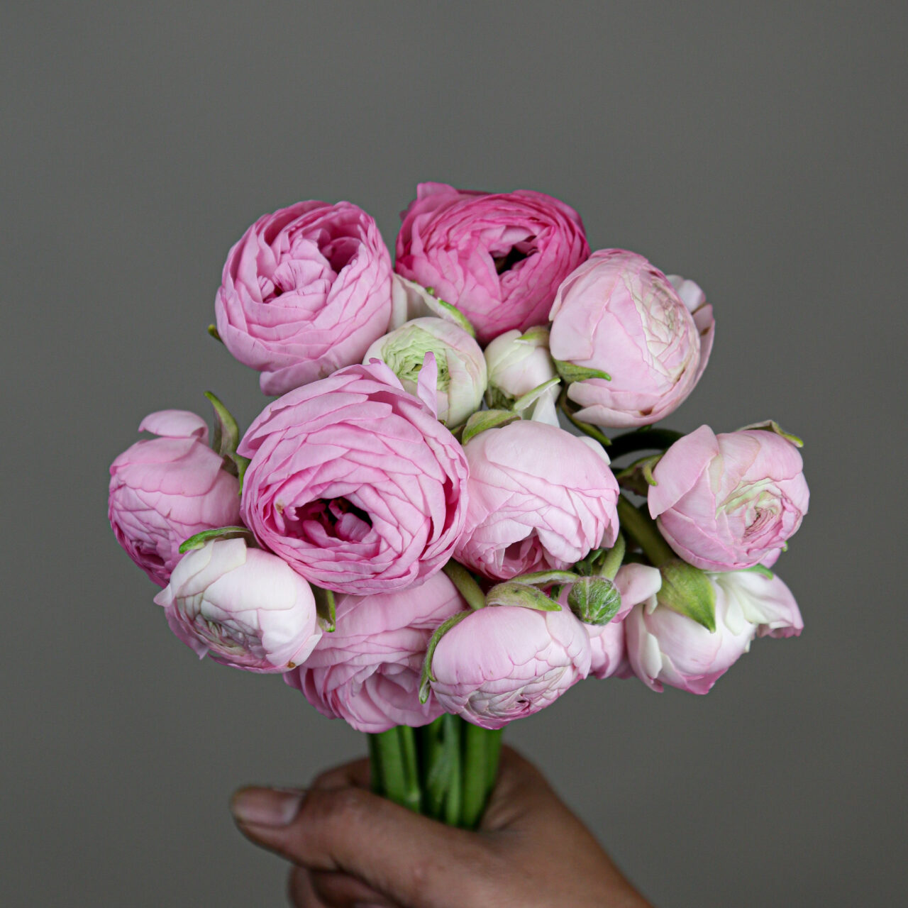 Ranunculus Aazur Light Pink - Mayflower Studio