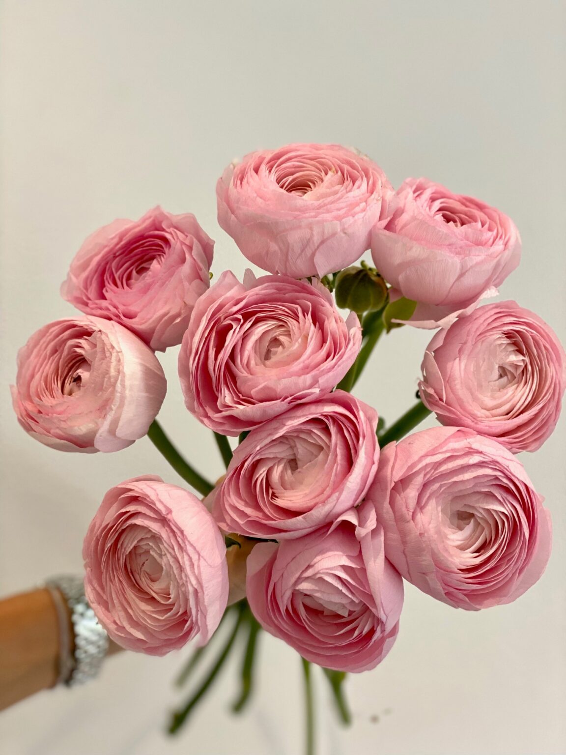 Hanoi Ranunculus - Mayflower Studio