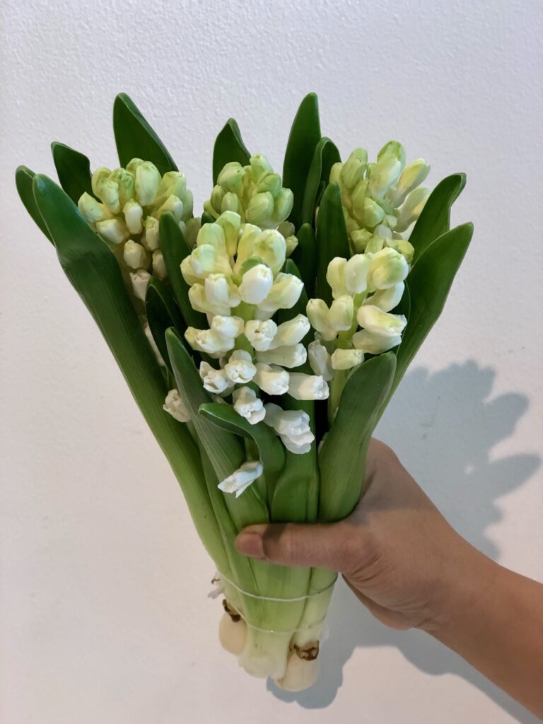Hyacinthus Aiolos - Mayflower Studio