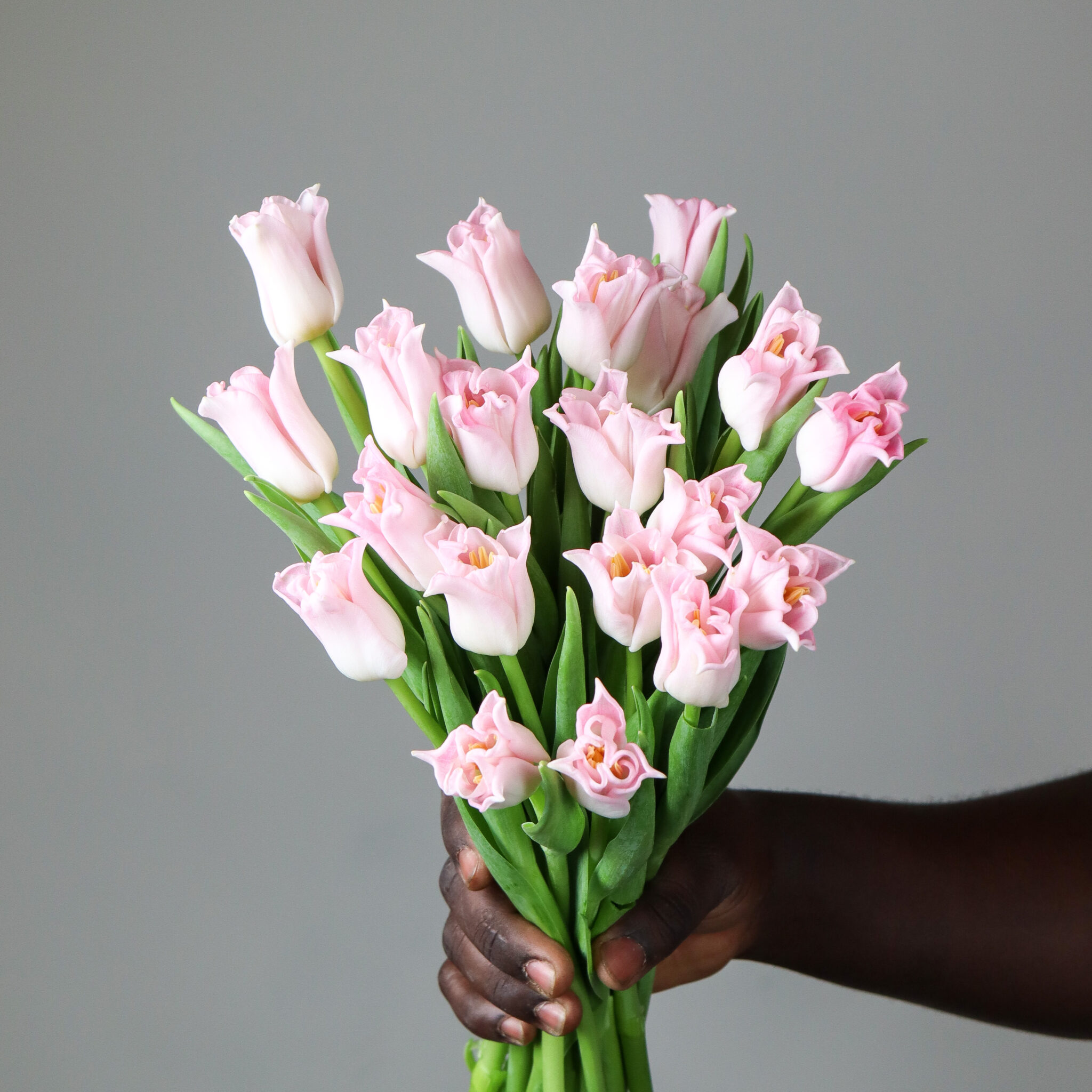 Tulips Crown Dynasty - Mayflower Studio