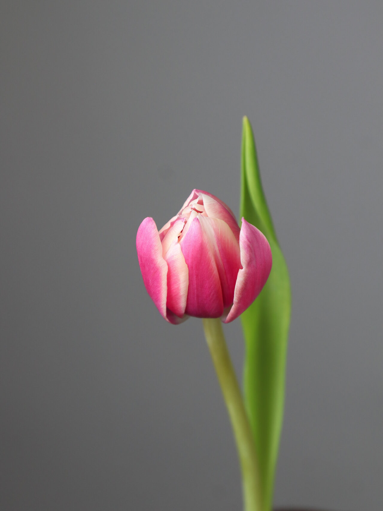 Tulip Double Columbus - Mayflower Studio