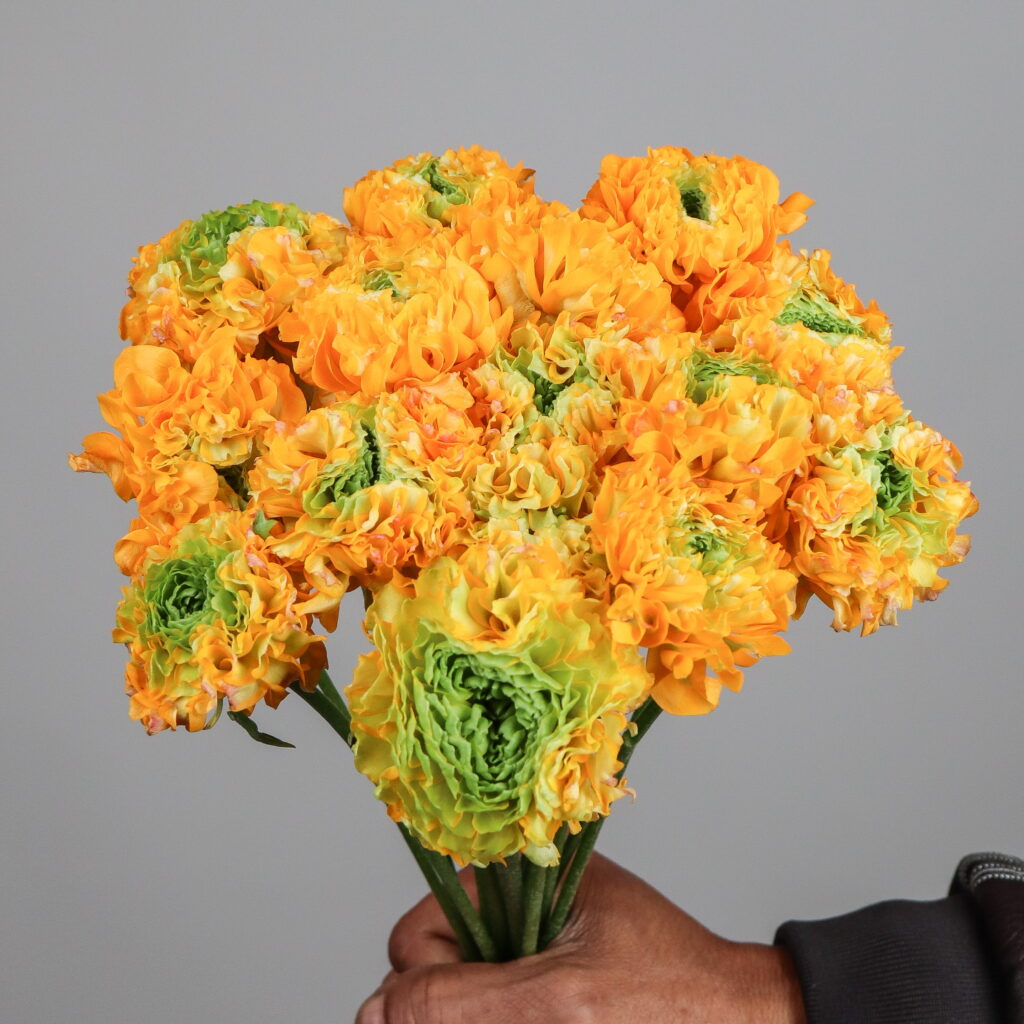 Ranunculus Ponpon Yellow - Mayflower Studio