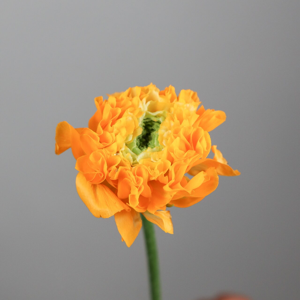 Ranunculus Ponpon Yellow - Mayflower Studio