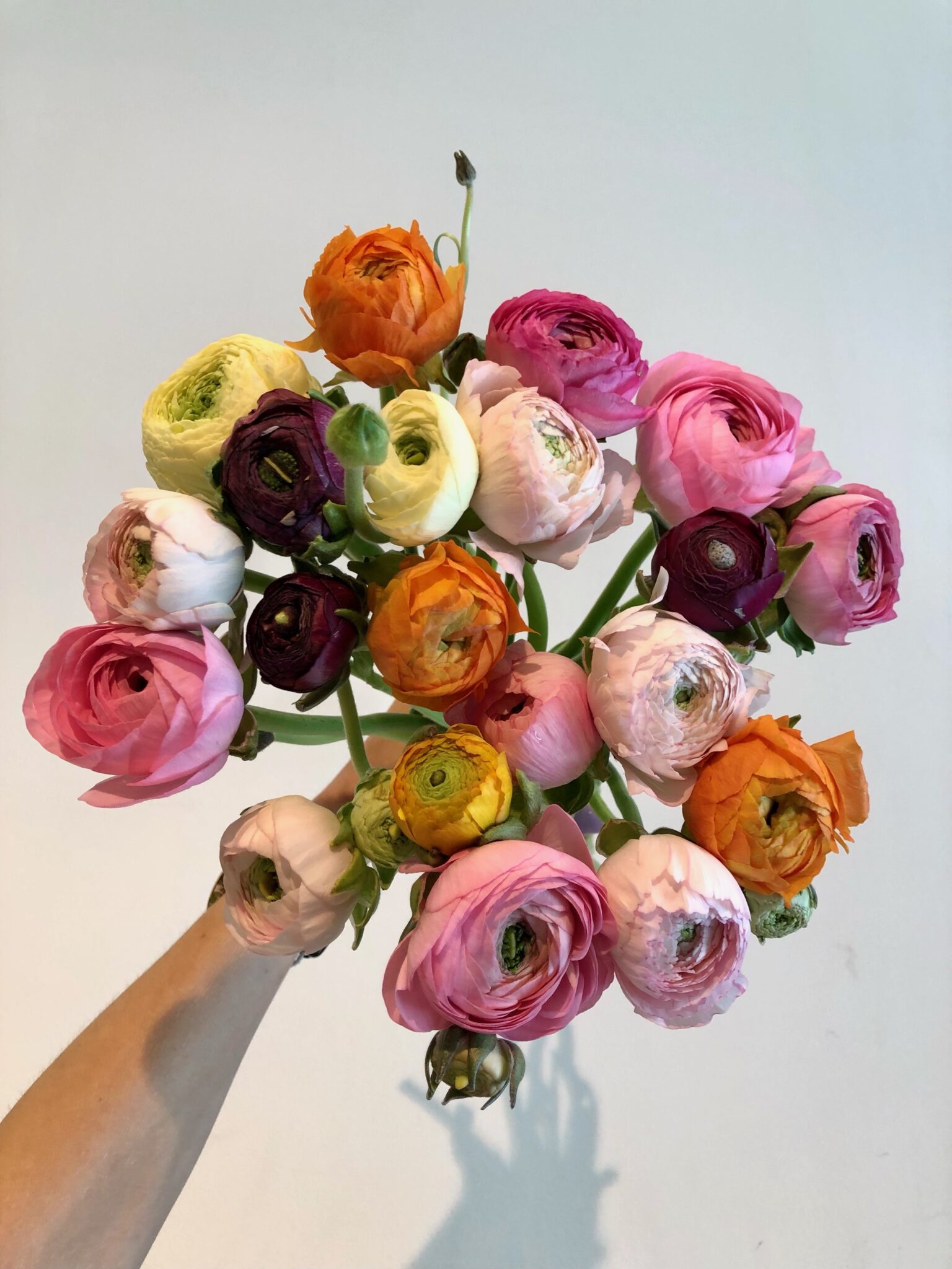 Ranunculus Cloni Mixed - Mayflower Studio