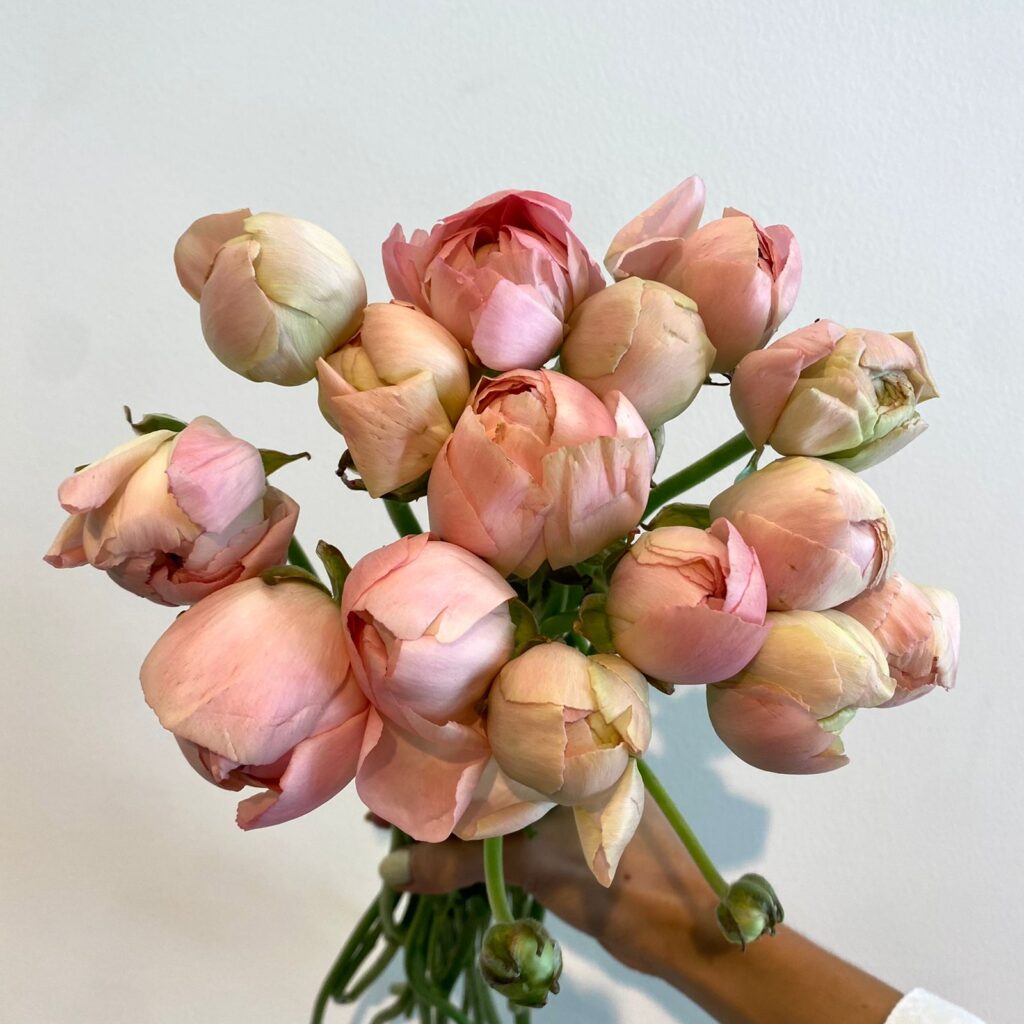 Ranunculus Cloni Grand Pastel - Mayflower Studio